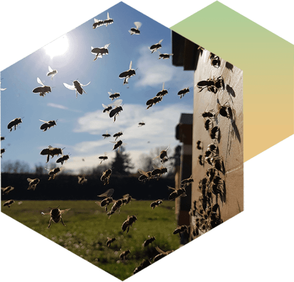 Honeybee Conservation | Rhode Island Beekeepers Association