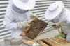 Honeybee Conservation | Rhode Island Beekeepers Association
