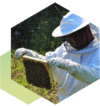 Honeybee Conservation | Rhode Island Beekeepers Association