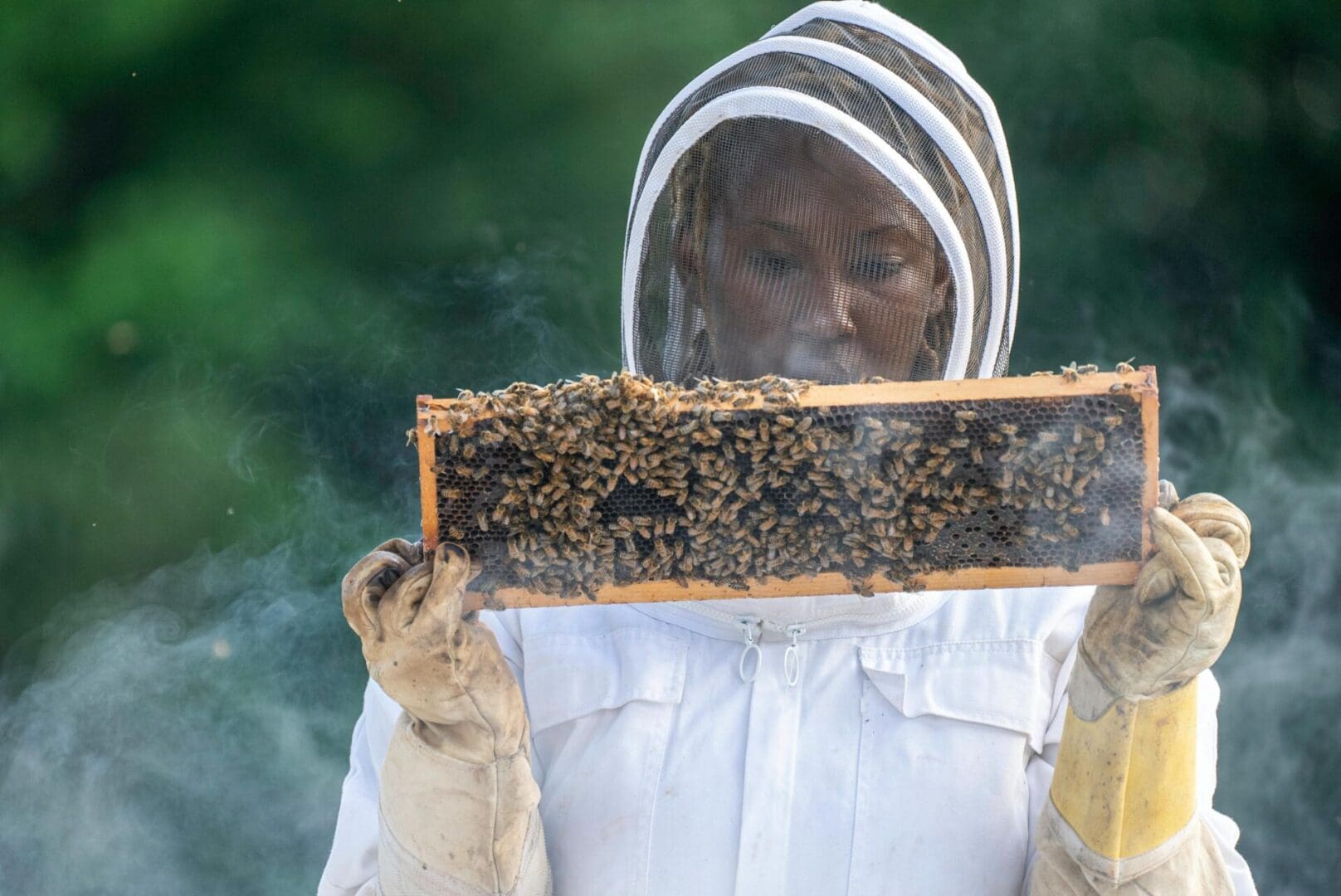 Swarm Rescue | Swarm Removal by Rhode Island Beekeepers Association